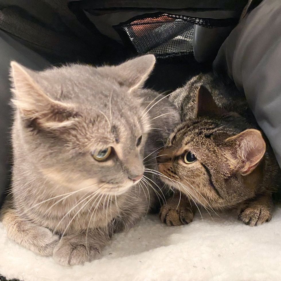 Cats Grow Up on Streets and Care for a Litter Together, They Amaze Many ...
