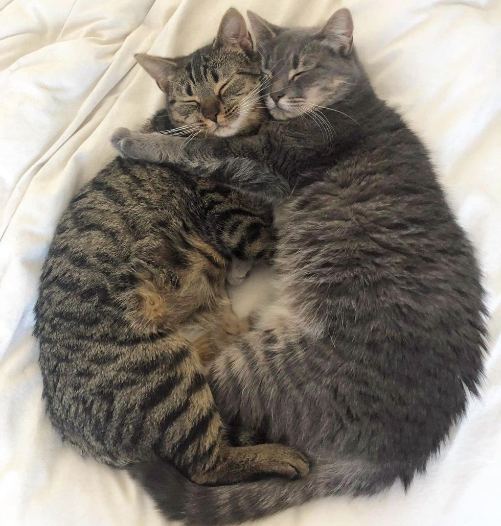 Cats Grow Up on Streets and Care for a Litter Together, They Amaze Many ...