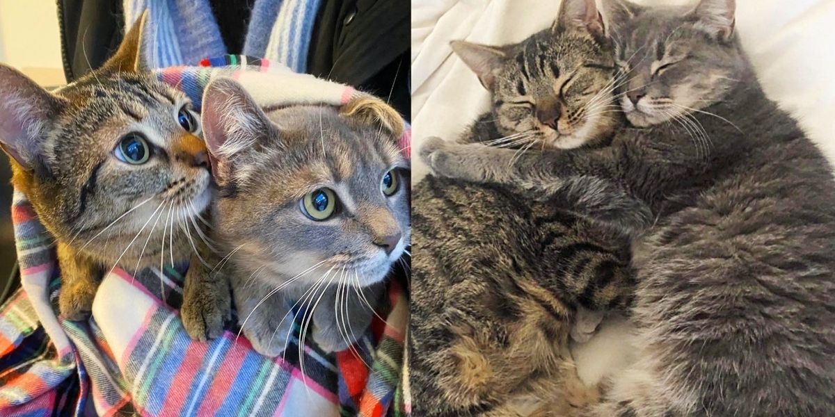 Cats Grow Up on Streets and Care for a Litter Together, They Amaze Many ...