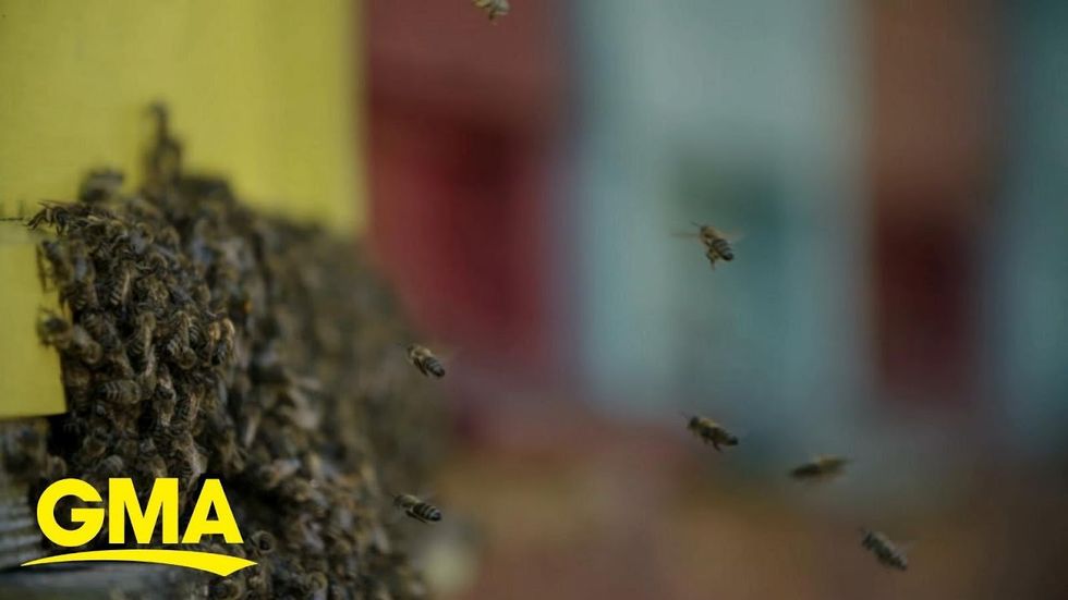 Mom stung 75 times trying to protect her kids from bees - Upworthy