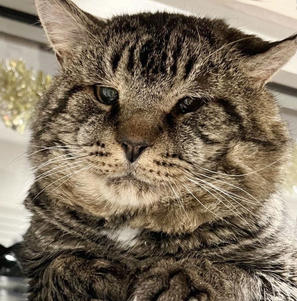 Couple Went to Shelter Just to 'Look at' a Cat with Enormous Cheeks, It ...