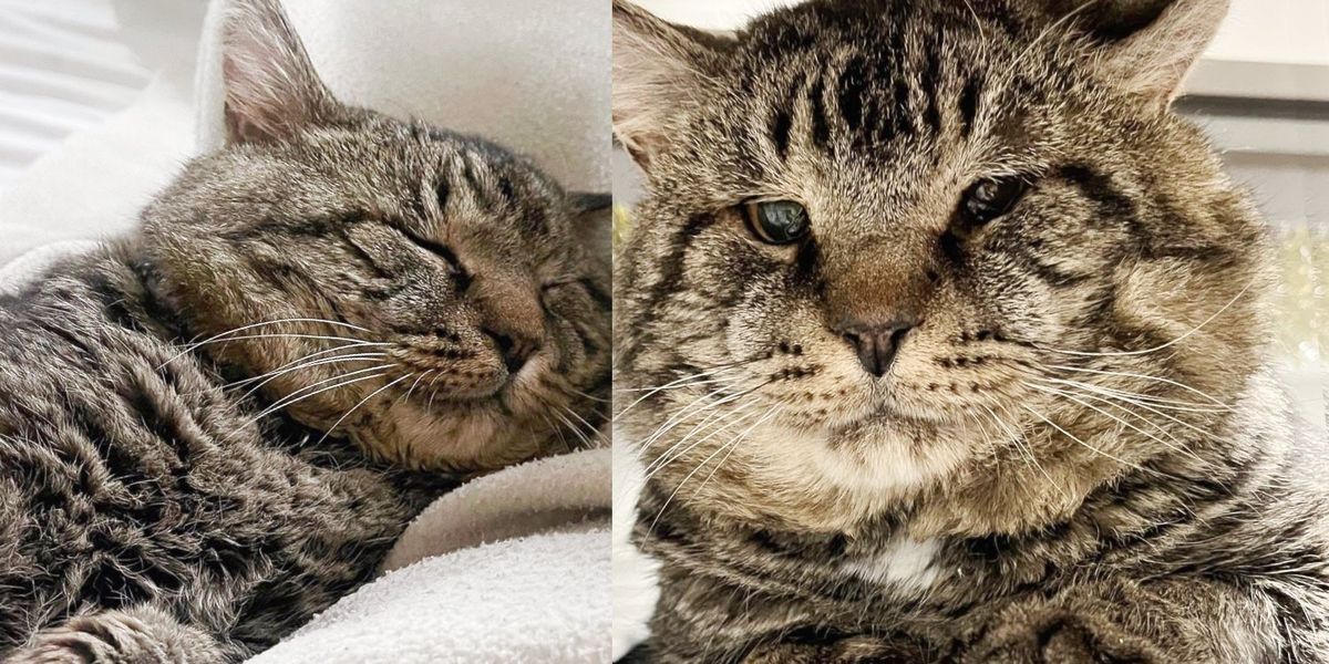 Couple Went to Shelter Just to 'Look at' a Cat with Enormous Cheeks, It ...