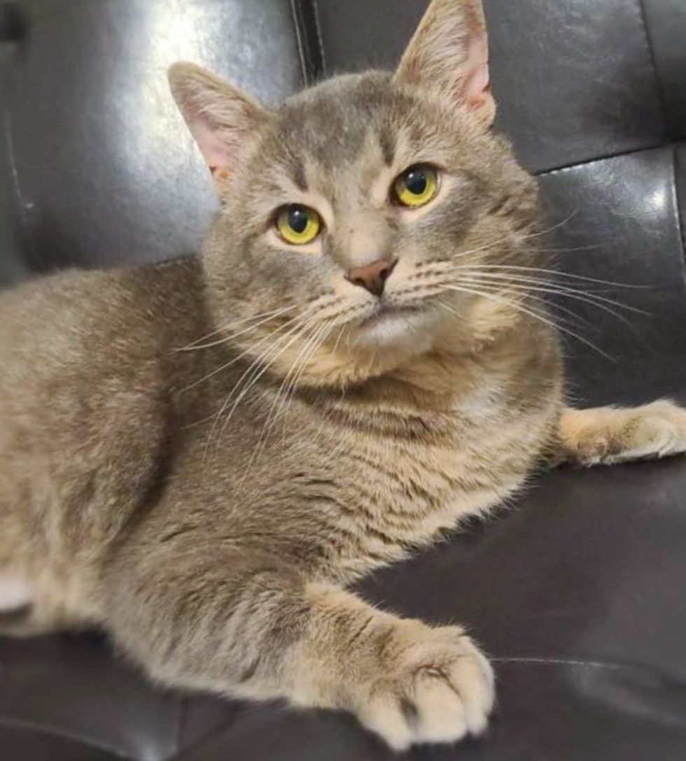 Cat Makes Guy His Forever Human by Standing on Him After Waiting Nearly ...