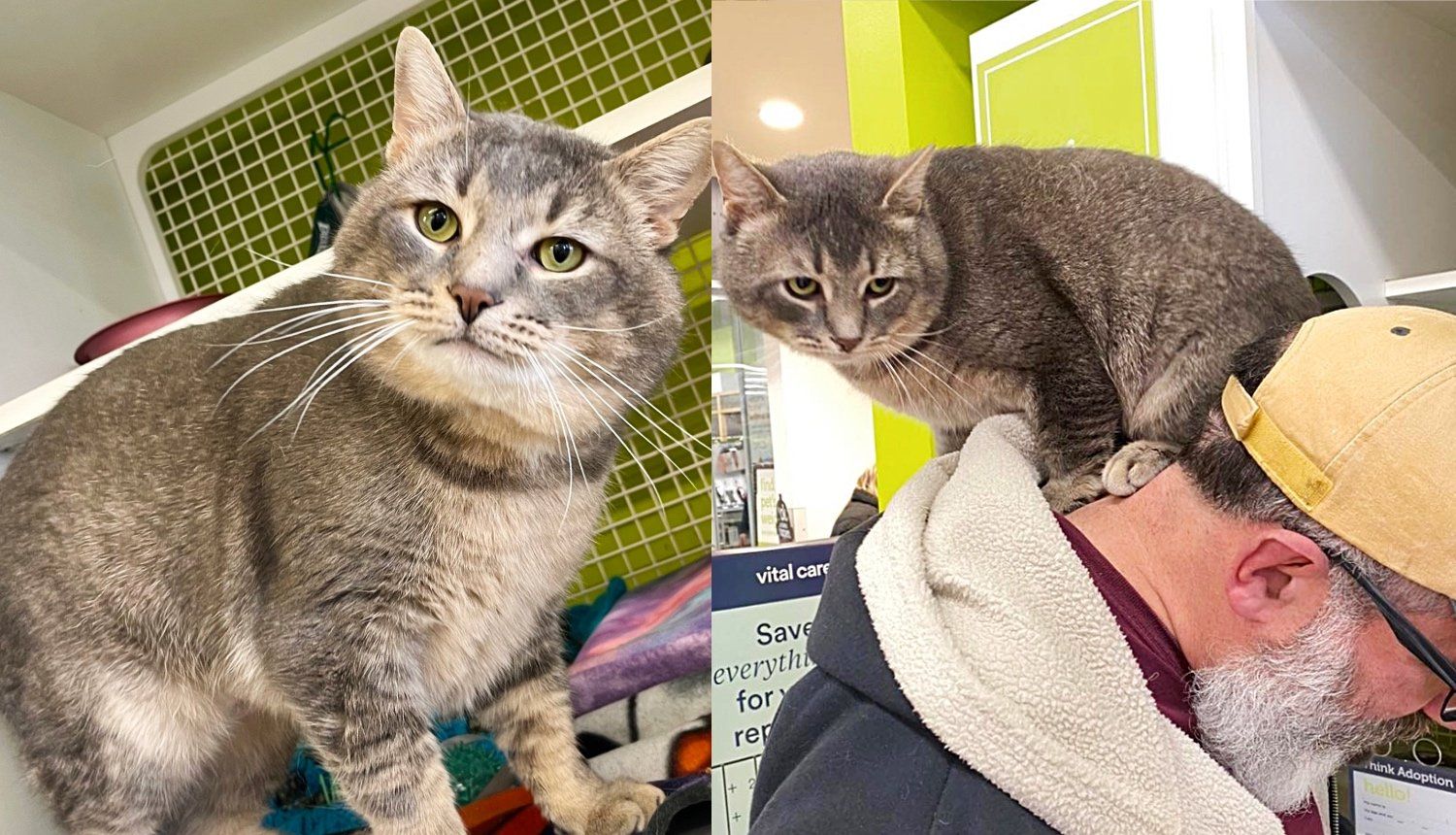 Cat Makes Guy His Forever Human by Standing on Him After Waiting Nearly ...