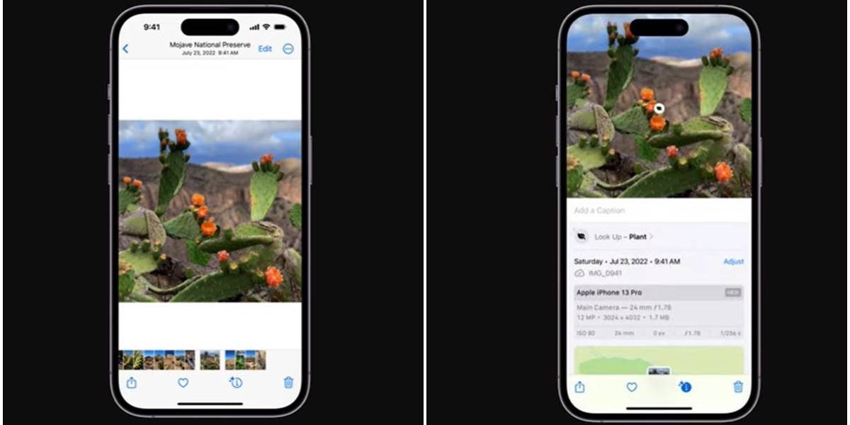 How to use iPhone Visual Look Up - Upworthy