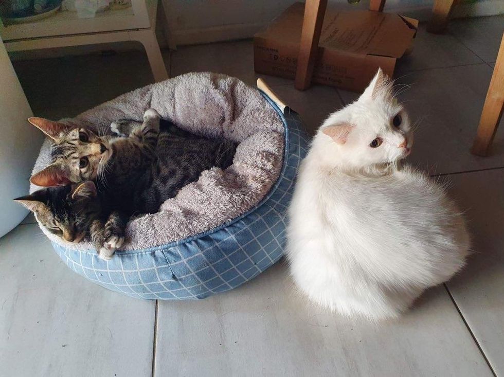 Cat Picked Up as a Stray Immediately Wants Affection and Even Starts ...