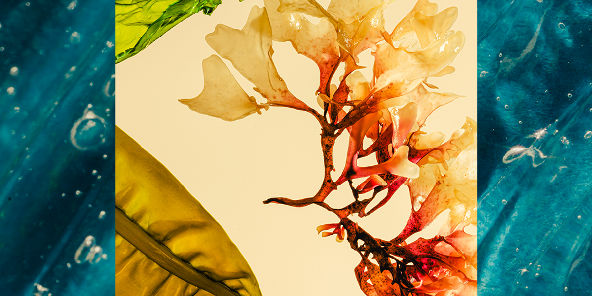 A new material made from seaweed will transform the entire textile ...