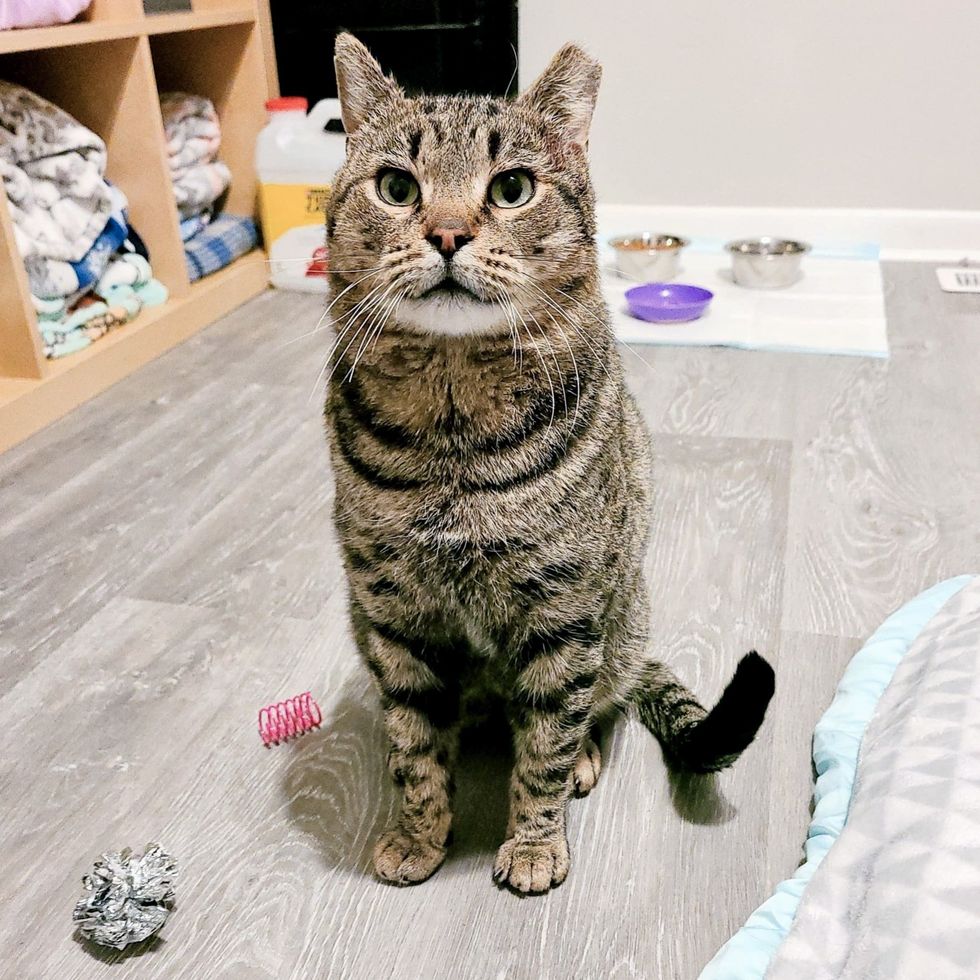 Cat Beams with Joy When He's off the Streets for Good after Years of ...