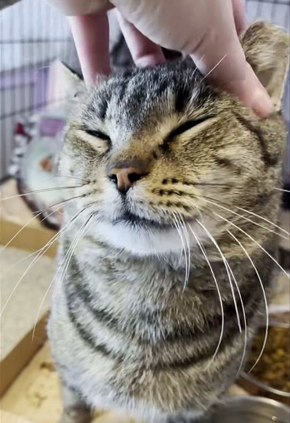 Cat Beams with Joy When He's off the Streets for Good after Years of ...