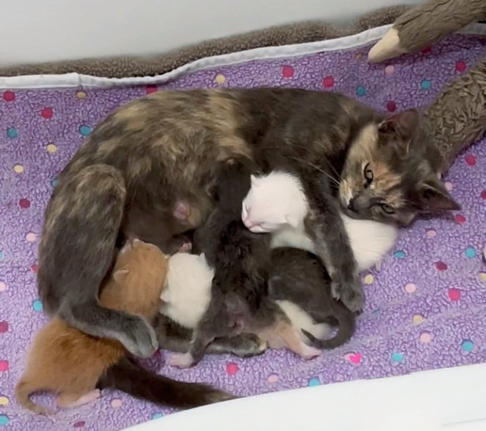 Cat Huddles in a Corner with Kittens at Shelter Until Someone Opens ...