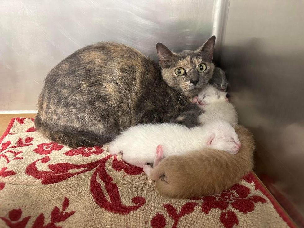 Cat Huddles in a Corner with Kittens at Shelter Until Someone Opens ...
