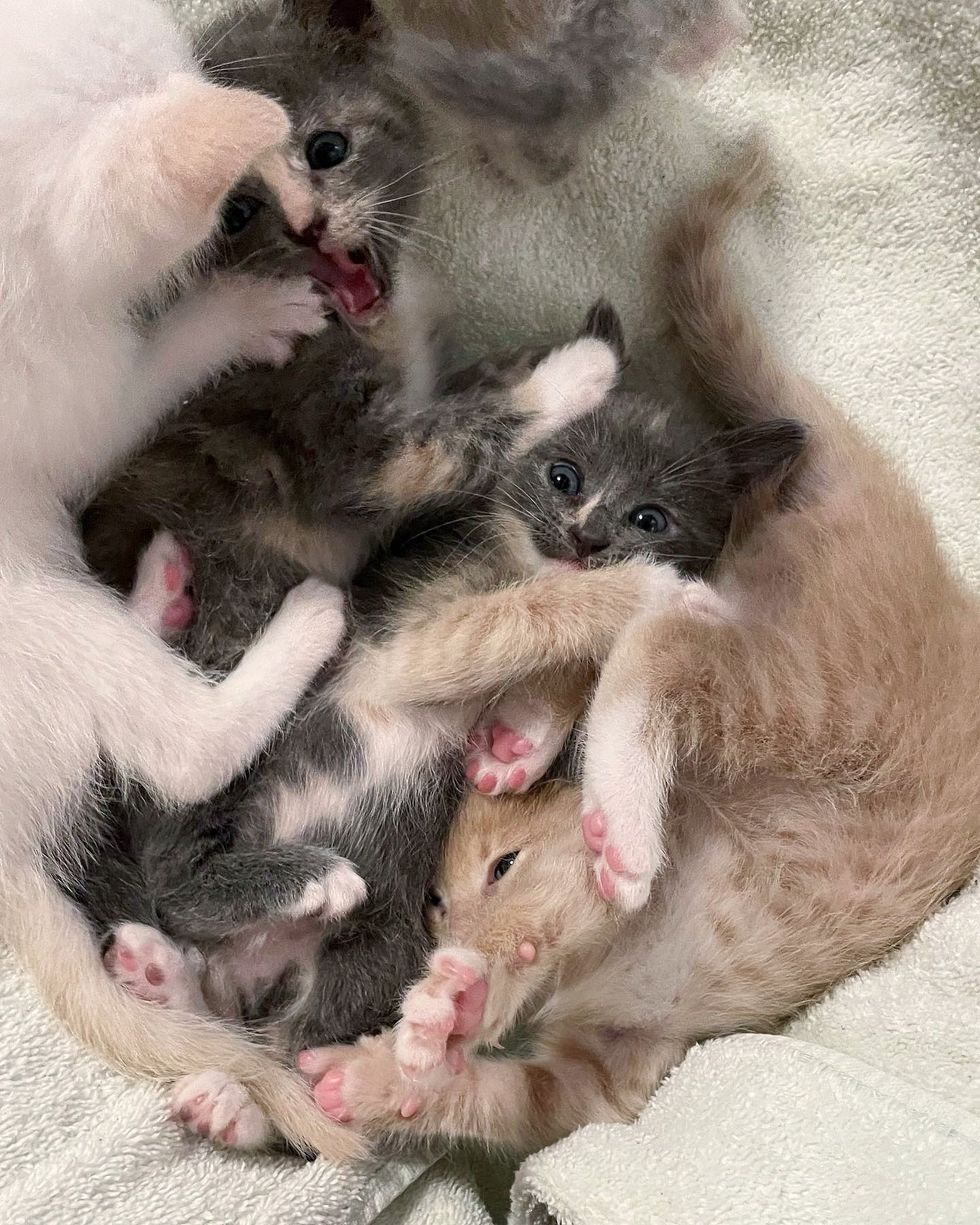 Cat Huddles in a Corner with Kittens at Shelter Until Someone Opens ...