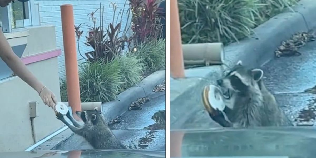 Raccoon 'orders' doughnut at Dunkin' Donuts drive-thru - Upworthy