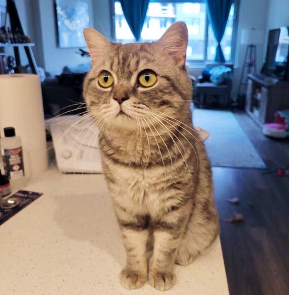 Cat Waits on Bench Hoping Someone Will Stop for Him, Now Weeks Later He ...