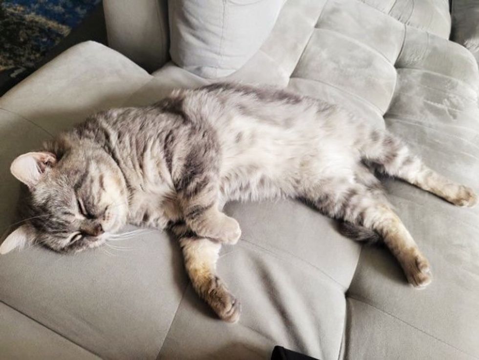 Cat Waits on Bench Hoping Someone Will Stop for Him, Now Weeks Later He ...