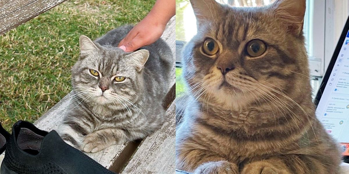 Cat Waits on Bench Hoping Someone Will Stop for Him, Now Weeks Later He ...