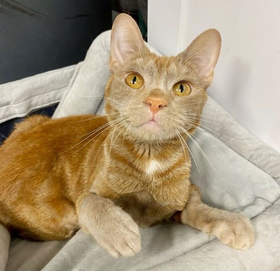 Cat Just Skin and Bones Walks Up to People Asking for Help, in a Month ...