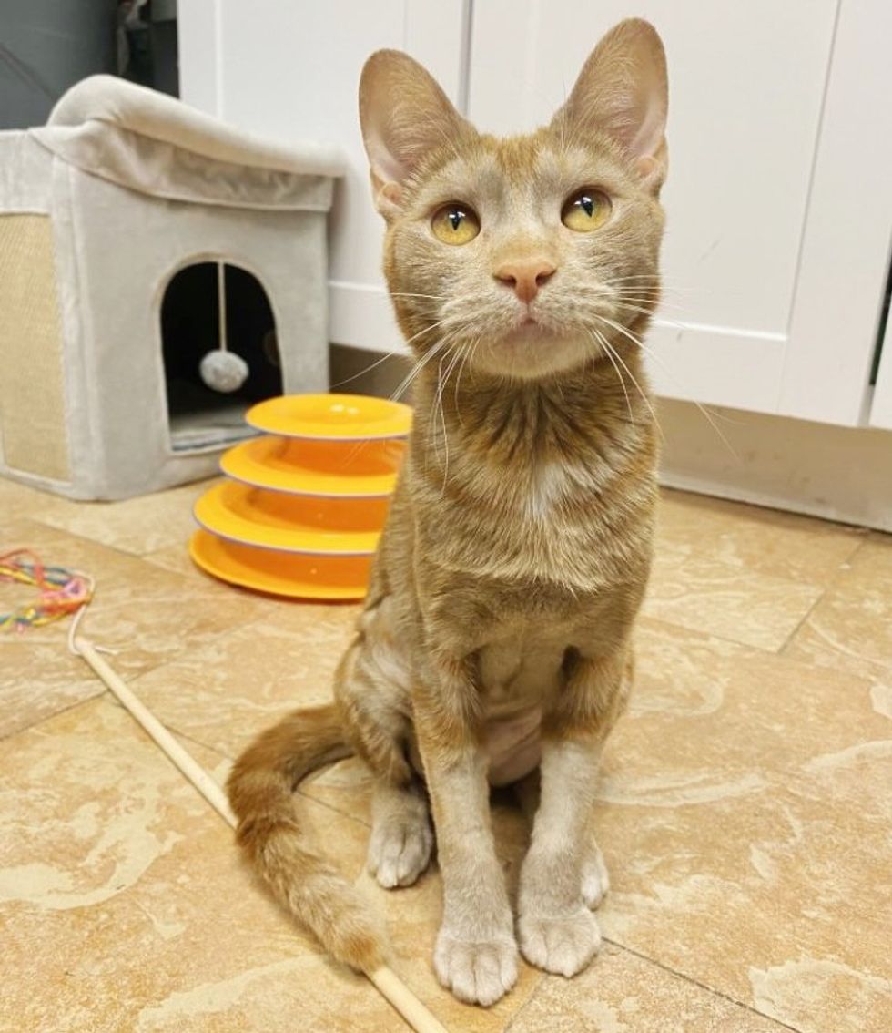 Cat Just Skin and Bones Walks Up to People Asking for Help, in a Month ...