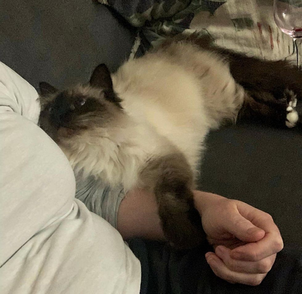 Cat Who was Rescued from a Pound at 12, Wraps Her Arms Around Her ...