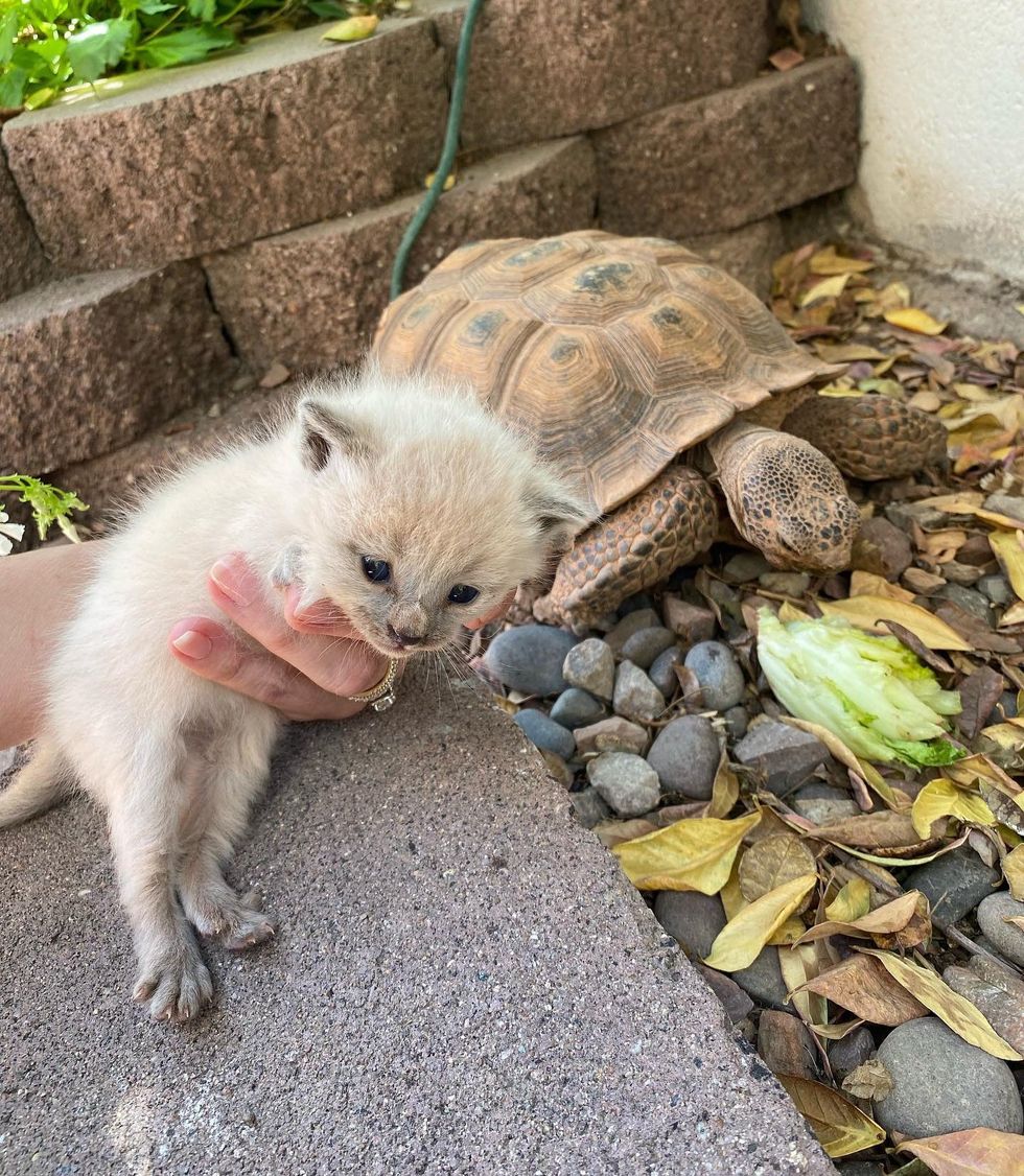 Couple Finds a Kitten in Their Yard and Their Tortoise Comes Out of His ...