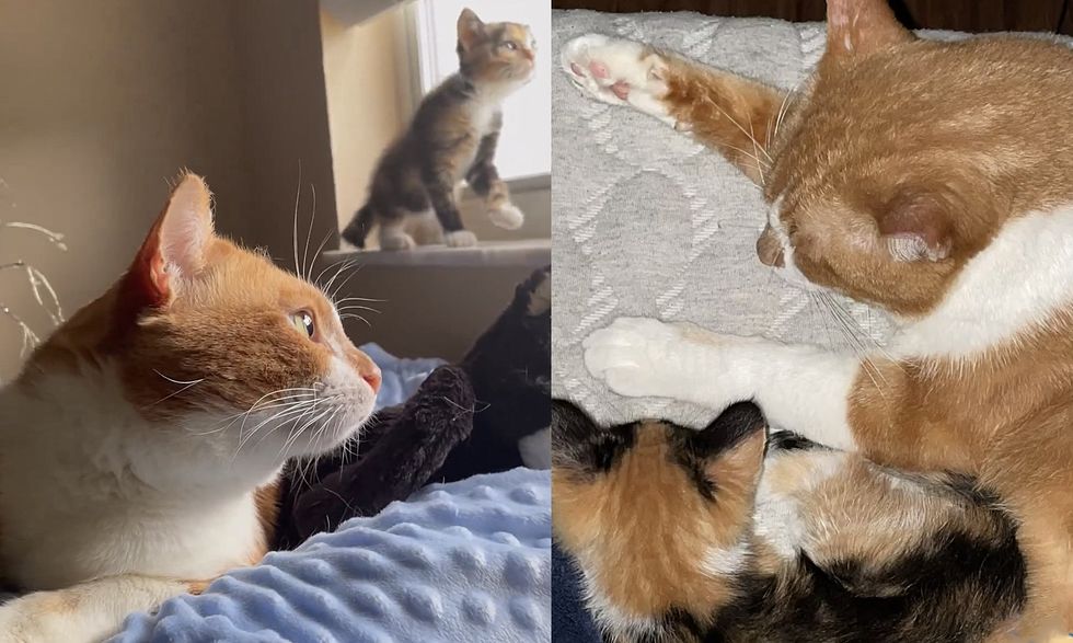 Cat Shines When He's No Longer Outside, and Starts Doting on Kittens ...