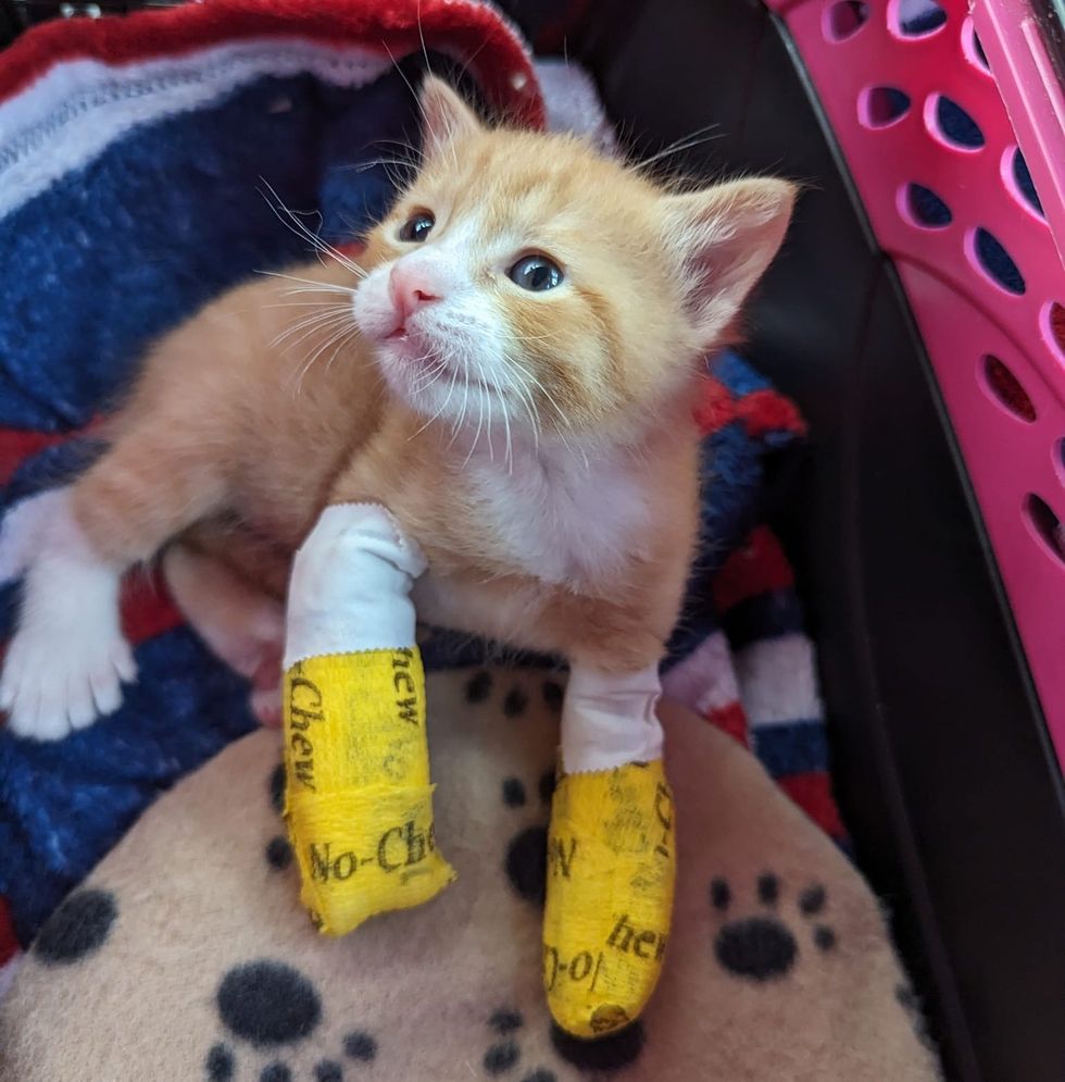 Kitten named 'Macaroni' Has Many Toes, Finds Kind Person to Help Him So ...