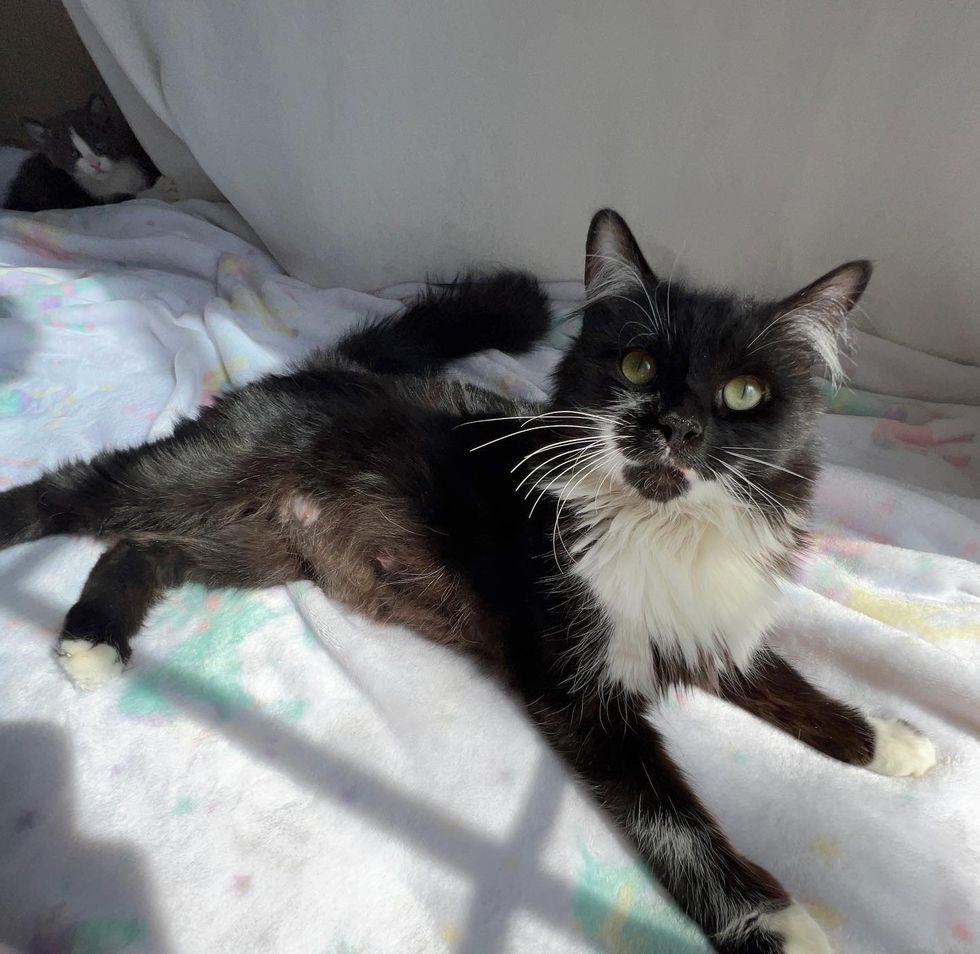 Neighbors Went to Help Cat Abandoned Outside and Ended Up Saving Five ...