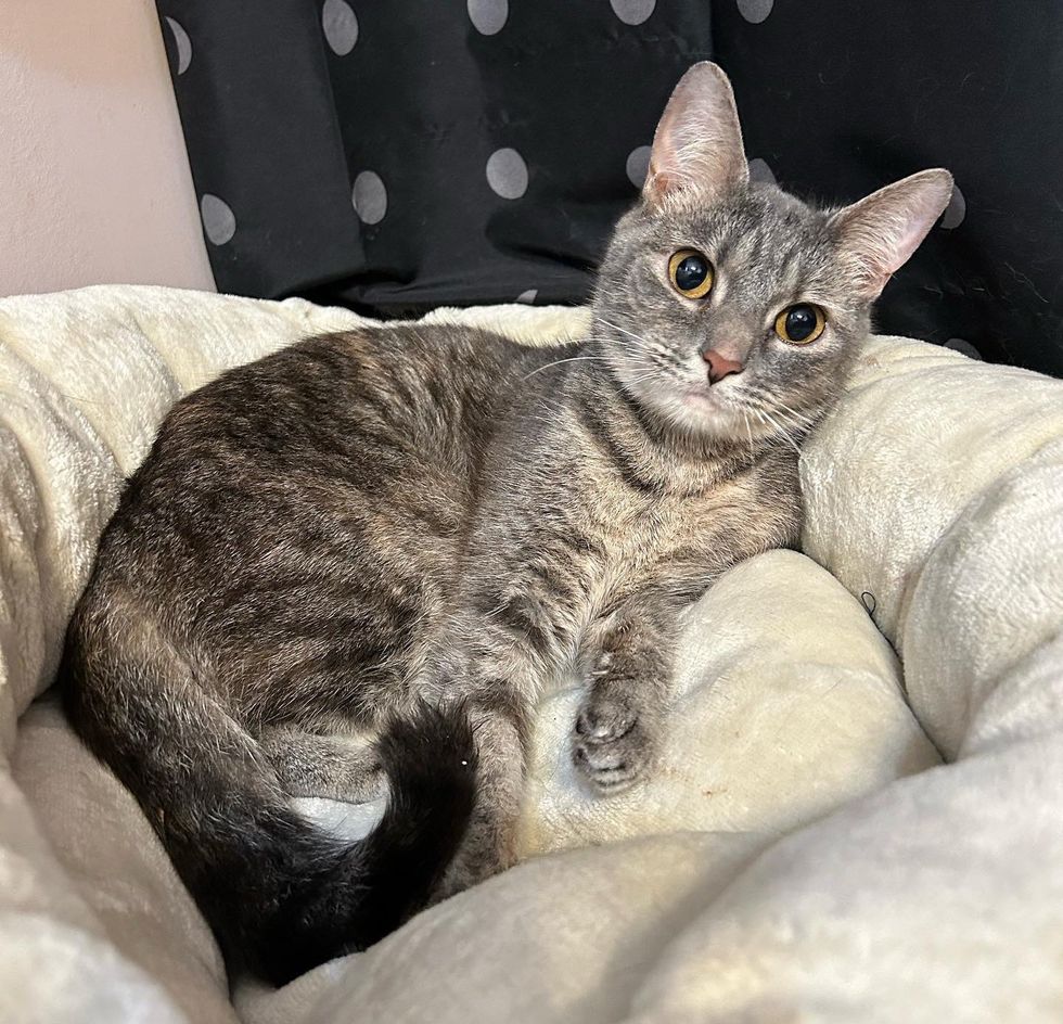 Wobbly Cat Named Flip Flop Has Big Personality and is 'Master Escape ...