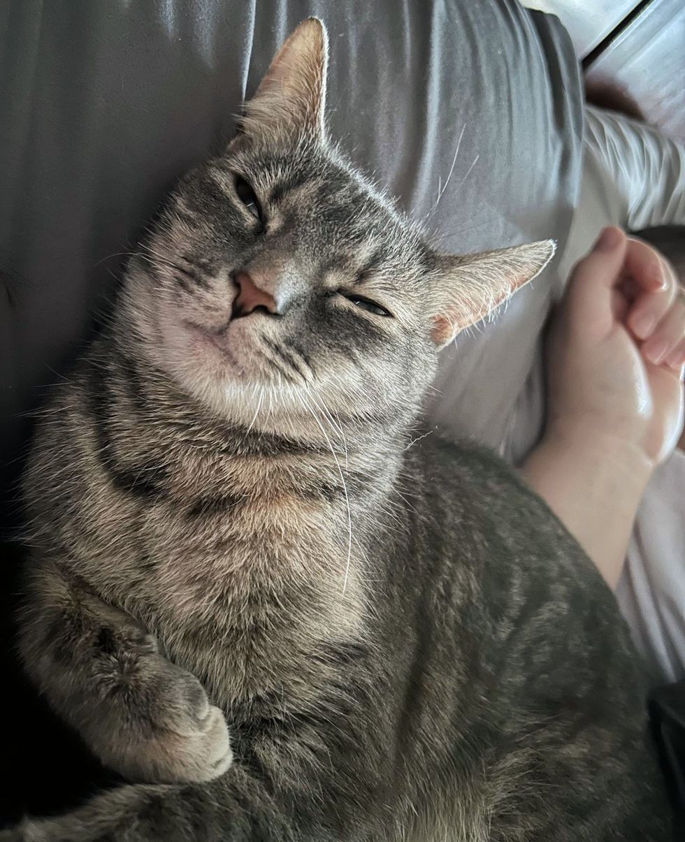 Wobbly Cat Named Flip Flop Has Big Personality and is 'Master Escape ...