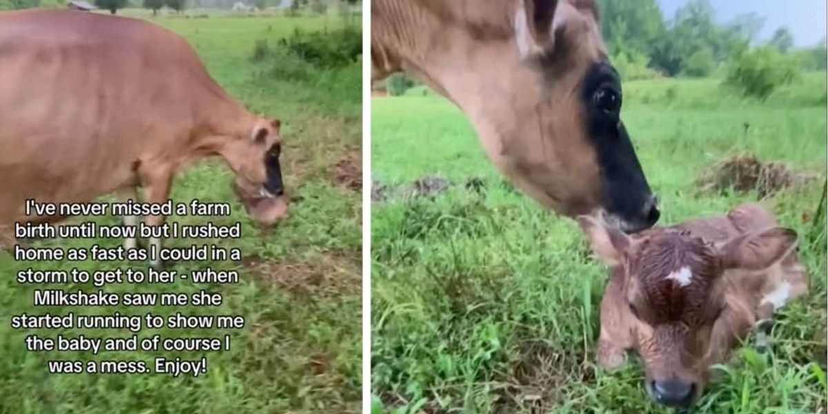 Proud mama cow shows off her new baby in adorable TikTok - Upworthy