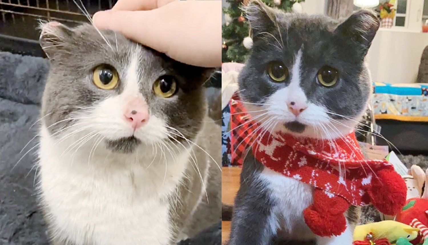 Stray Cat Turns into Biggest Snuggle Bug and Follows His Person ...