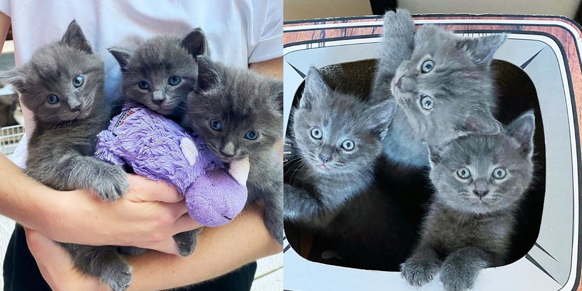 Cat Walks into Crate Ready to Move Indoors So Her Three Kittens Can ...