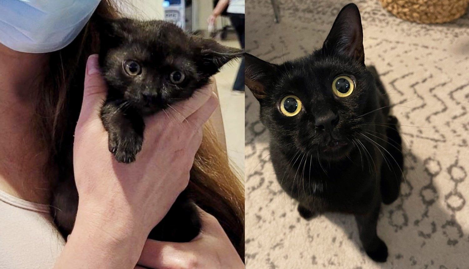 Kitten Waited 2 Years for the Most Perfect Family to Find Him, Turns ...