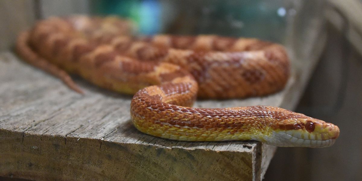 12 ways to spot these Southern snakes - It's a Southern Thing