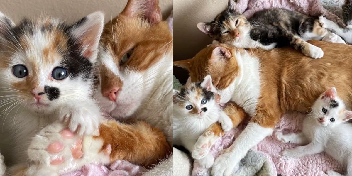 Cat Went from Being a Street Cat to Letting Kittens Pile on Top of Him ...