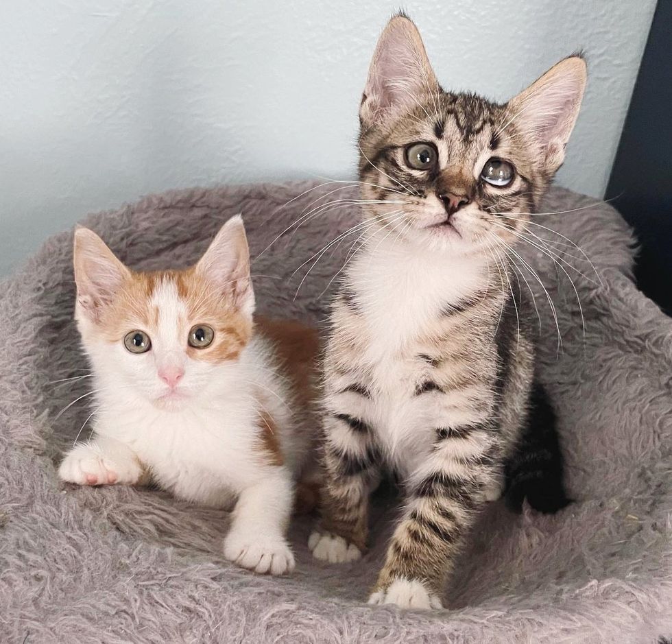 Rescuer Decides to Bring Home Two Lonely Kittens from Shelter, It Turns ...