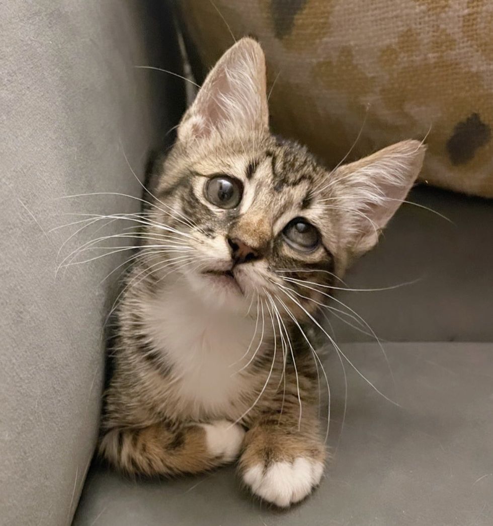 Rescuer Decides to Bring Home Two Lonely Kittens from Shelter, It Turns ...