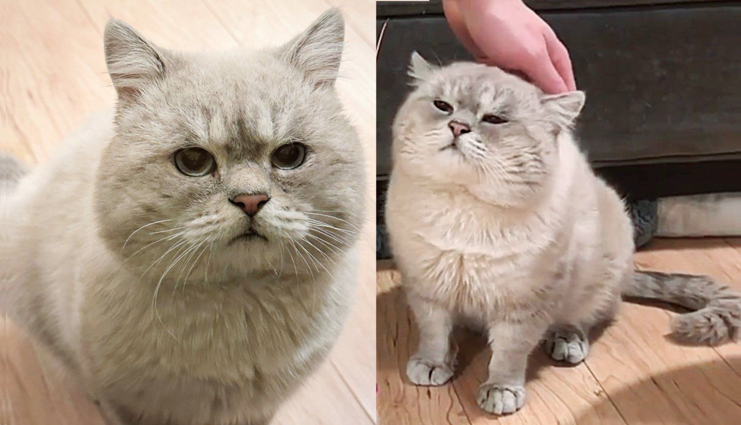 Cat Roaming Aimlessly Outside Comes Across People Who Won't Give Up on ...