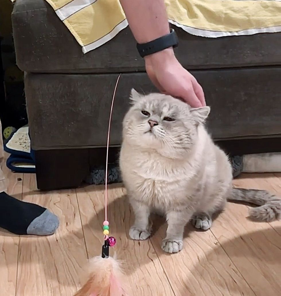 Cat Roaming Aimlessly Outside Comes Across People Who Won't Give Up on ...