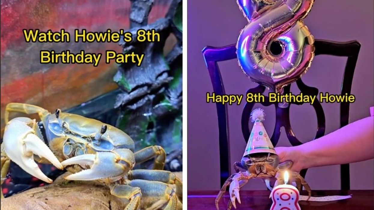 Howie, social media’s favorite crab, celebrates her last birthday with ...