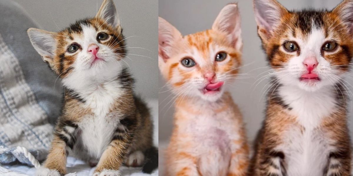 Lonely Kitten is Eager for a Place Like Home, 2 Weeks Later Another ...