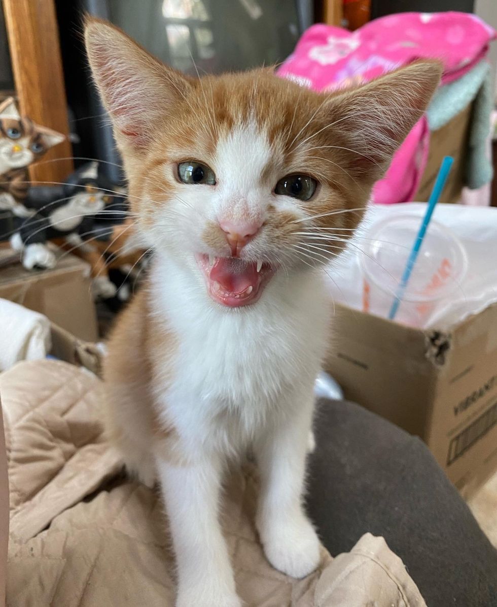 Worker Spots a Kitten Alone at Workplace and So Glad She Never Stops ...