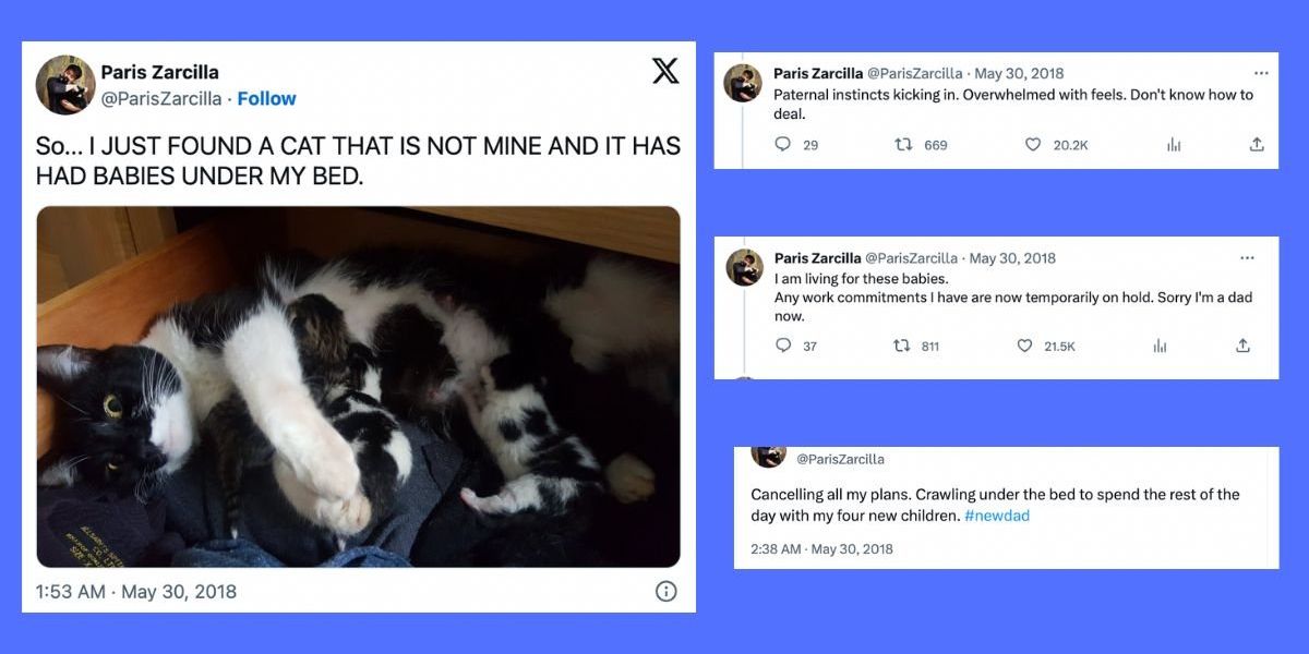 Guy's viral story of becoming an unexpected 'Cat Dad' is utterly ...