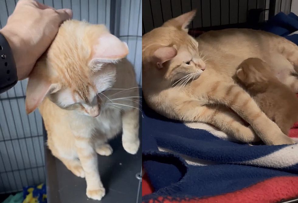 Cat Has One Kitten Right After Coming to Shelter, Can Finally Breathe ...