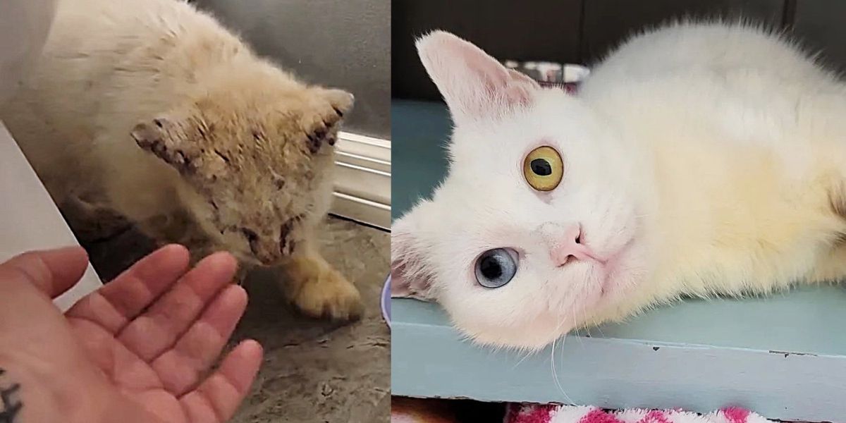 Cat Could Barely See When Found, Makes Stunning Transformation and ...