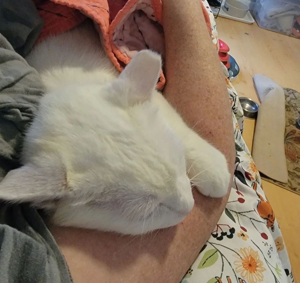 Cat Could Barely See When Found, Makes Stunning Transformation and ...