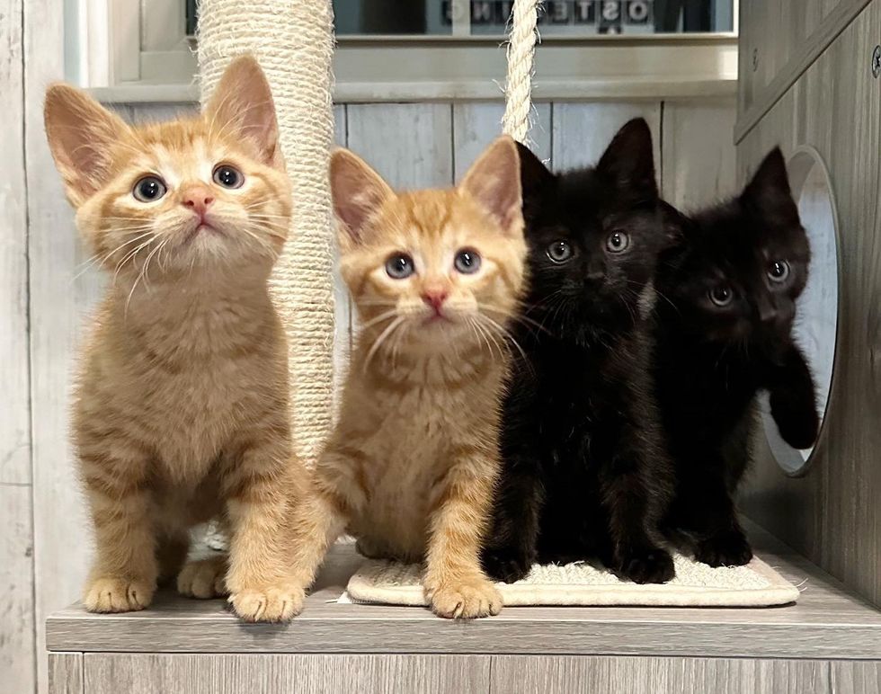 Four Kittens Hail from the Streets and Take Indoor Life by Storm with ...