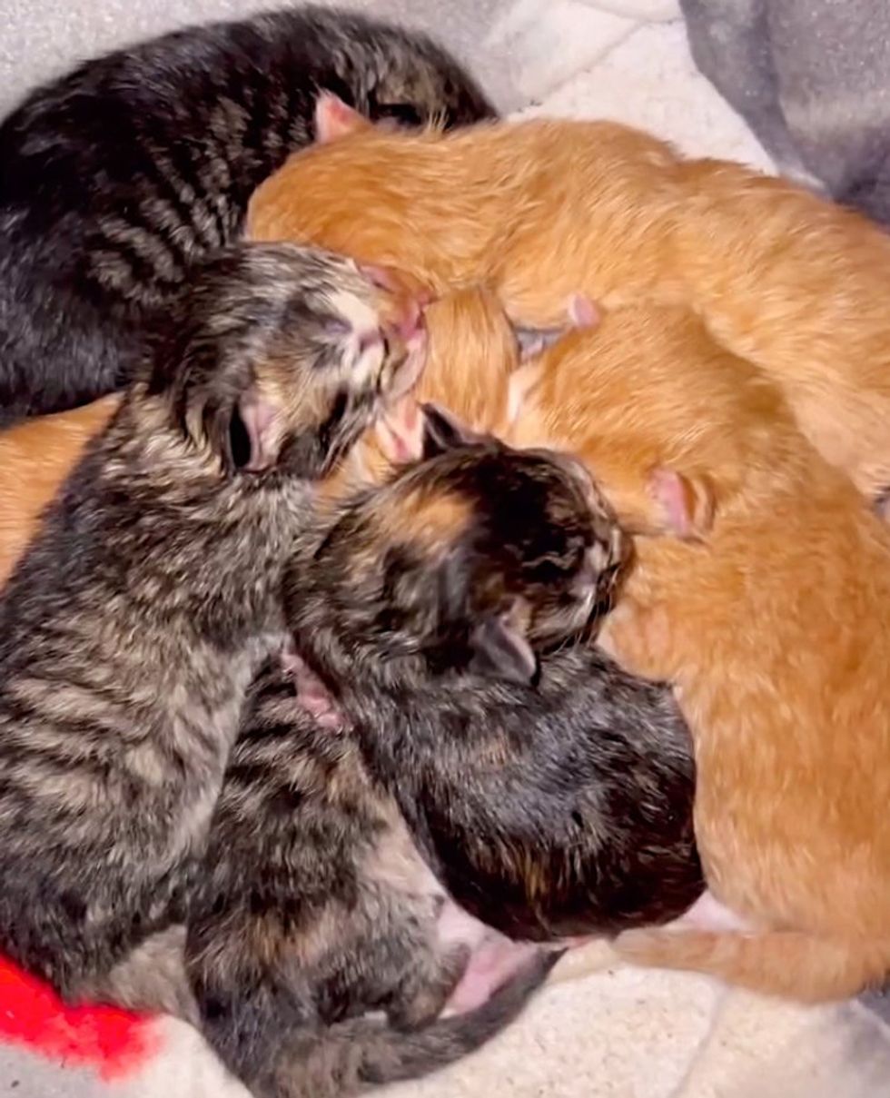Cat Spent Years in the Outdoors Finally Set Foot Inside a Home, She Had ...