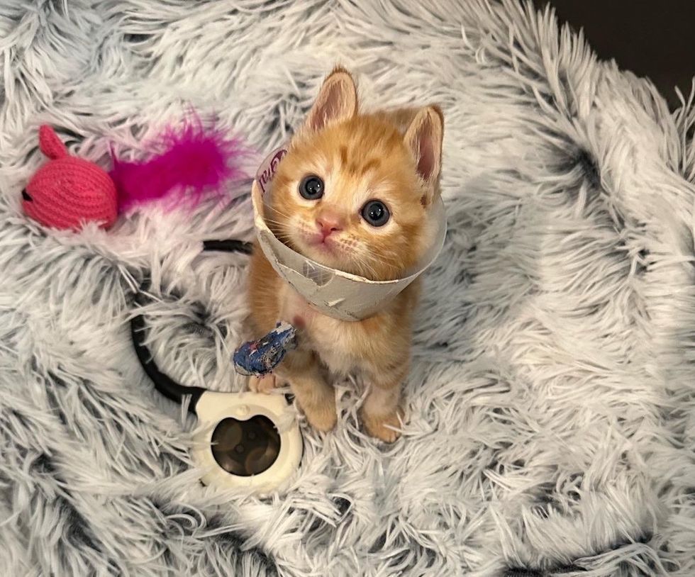 Kitten is So Small that He Wears a Guinea Pig Cone After Getting His ...