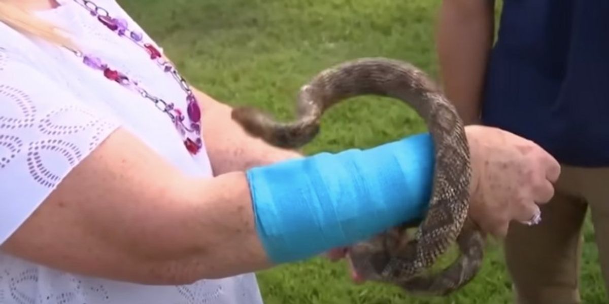 Texas woman fends off snake and hawk attack simultaneously - Upworthy